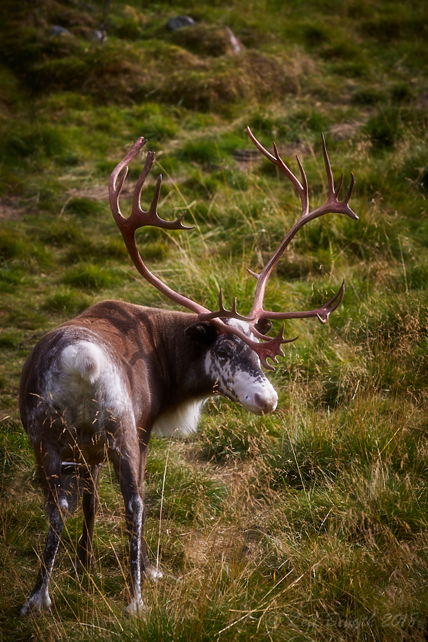 En ren... - Wildlifephotographer.se | Leif Bength