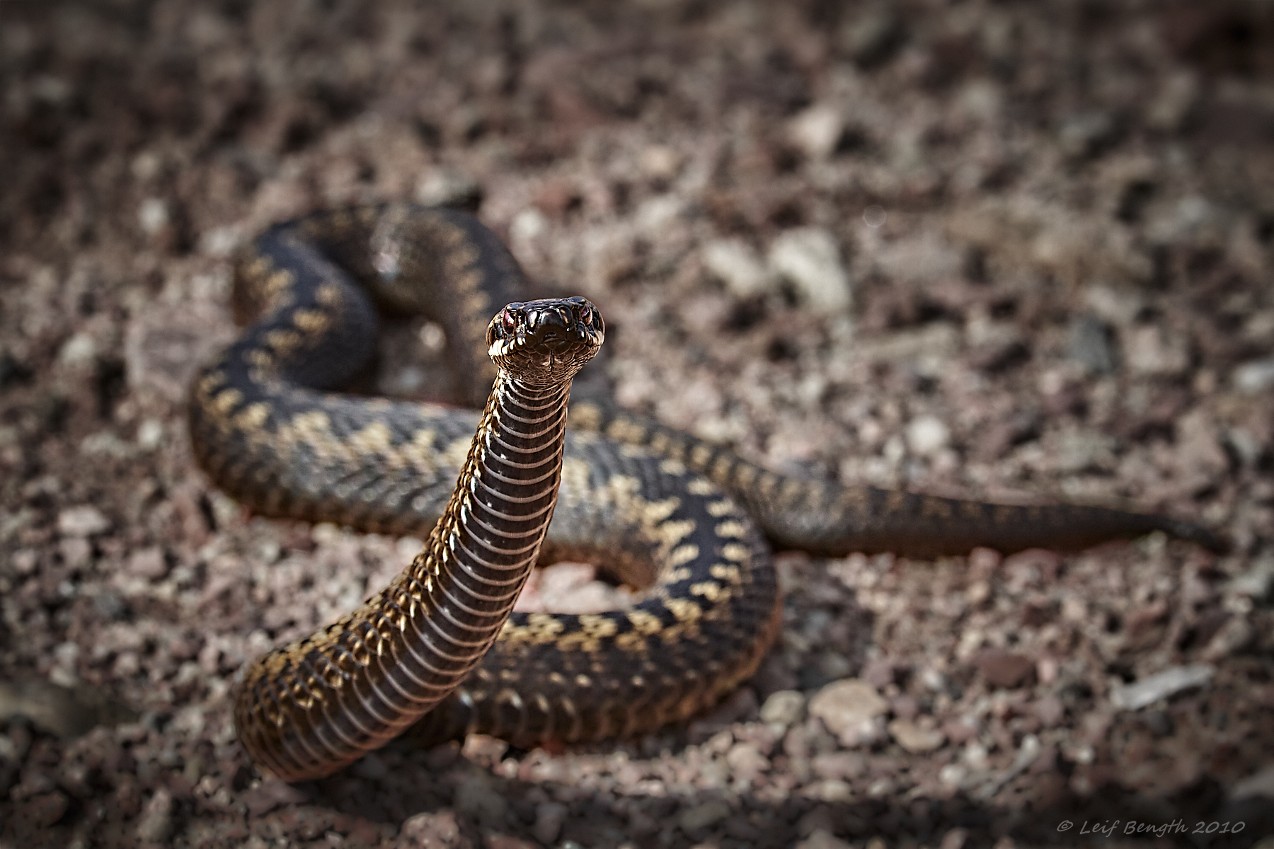Huggormen - Wildlifephotographer.se | Leif Bength