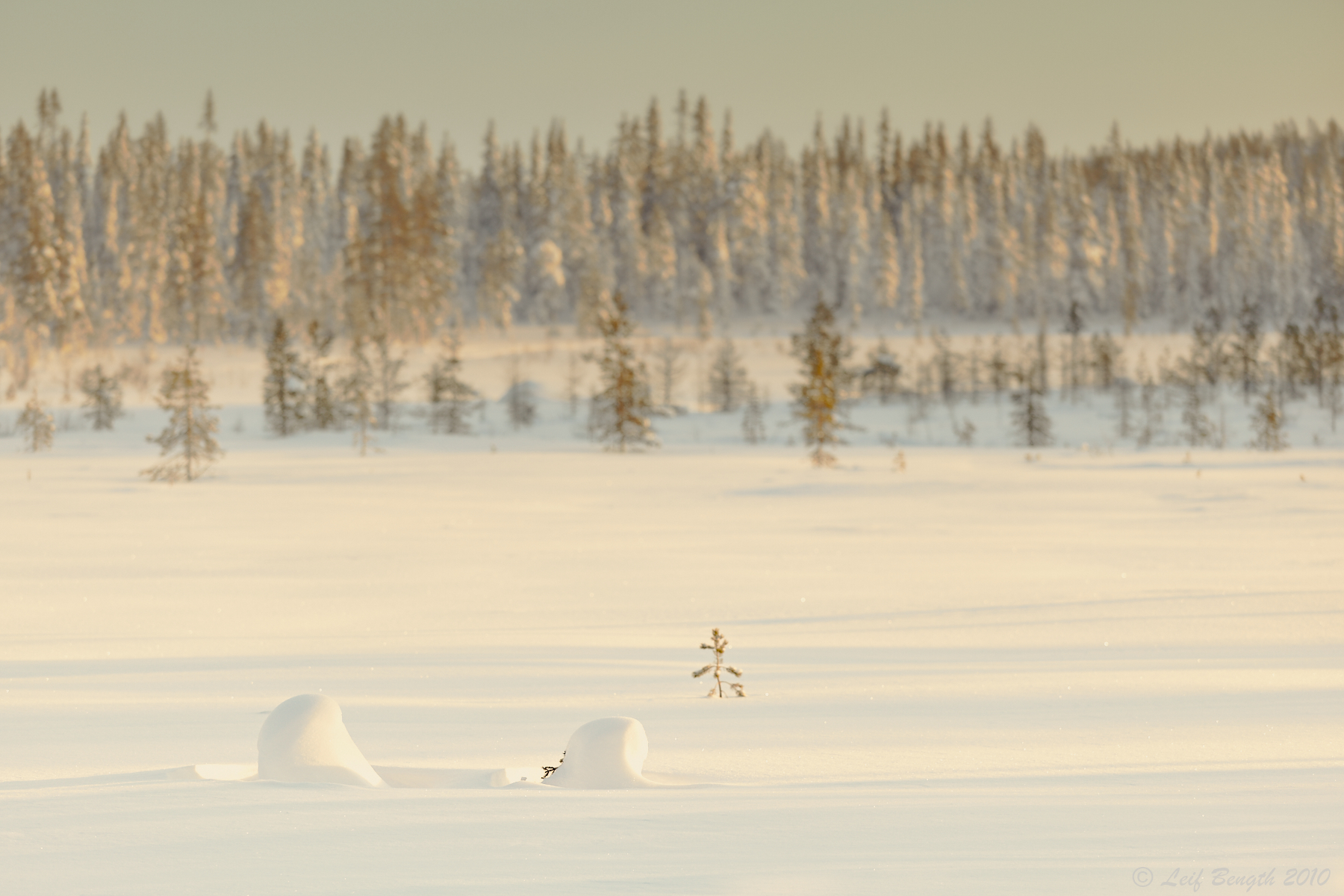 På playan... - Wildlifephotographer.se | Leif Bength
